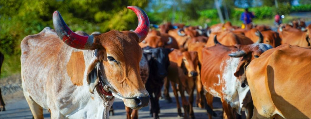 Goshala - Venkatesh Foundation